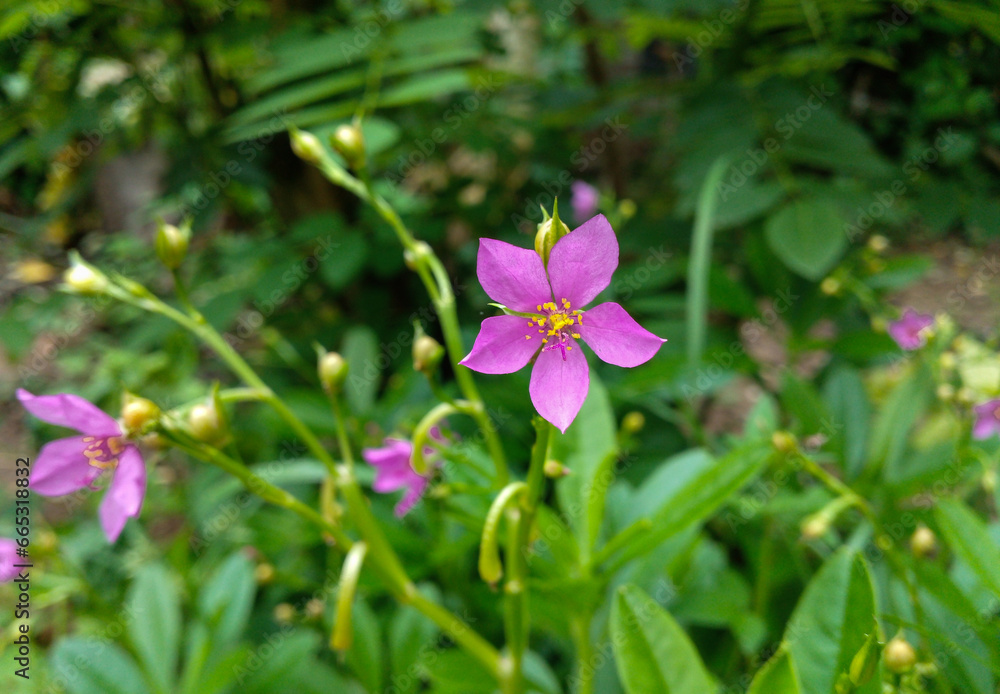 fameflower in the garden. Talinum paniculatum It is commonly known as ...