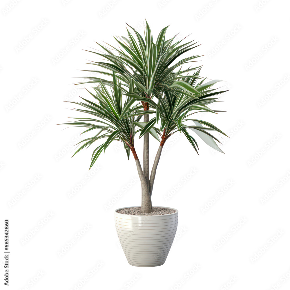 Madagascar Dragon Tree (Dracaena marginata) object isolated png. Stock ...
