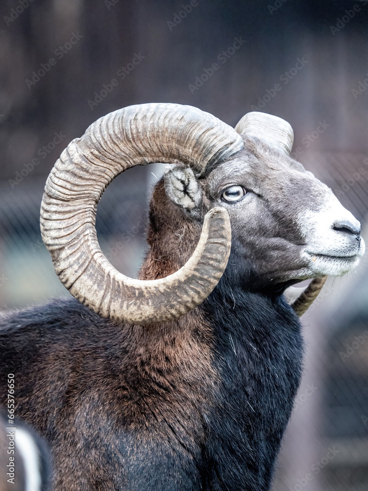 The mouflon (Ovis gmelini) is a wild sheep native to Cyprus, the ...