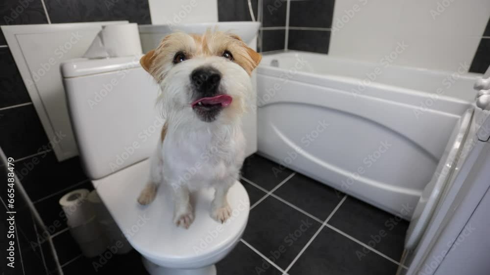 Dog on the toilet. Bathroom with Jack Russell Terrier. The pet poops ...