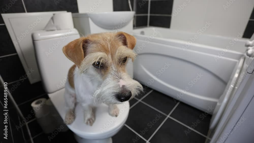 Dog on the toilet. Bathroom with Jack Russell Terrier. The pet poops ...