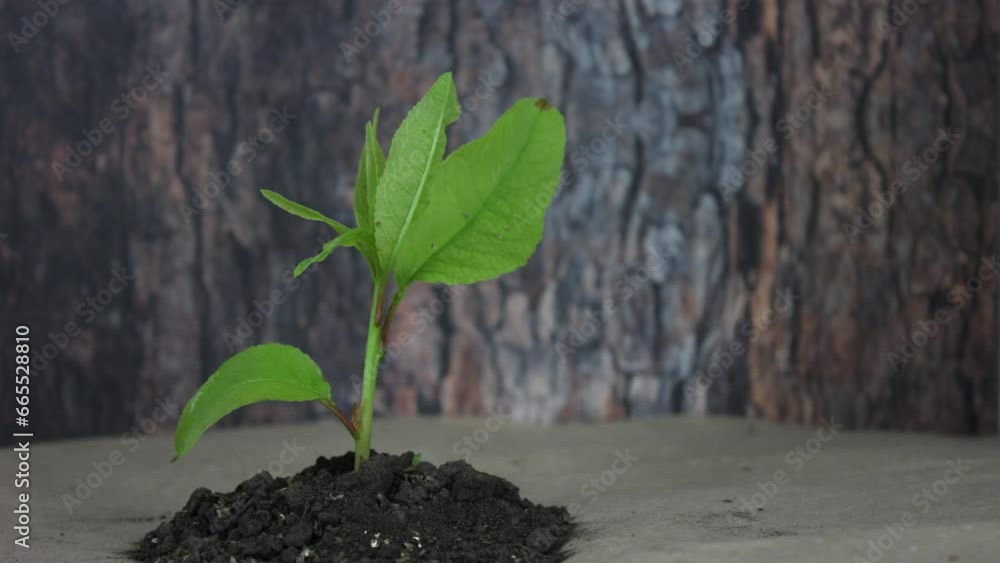 Little newborn sprout growing. Green plant growth. Small tree sapling ...
