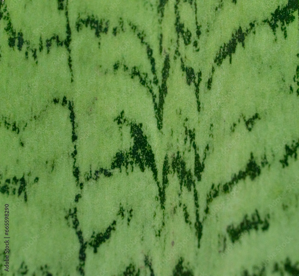 Closeup of the leaf surface of mother-in-law's tongue or Saint George's ...