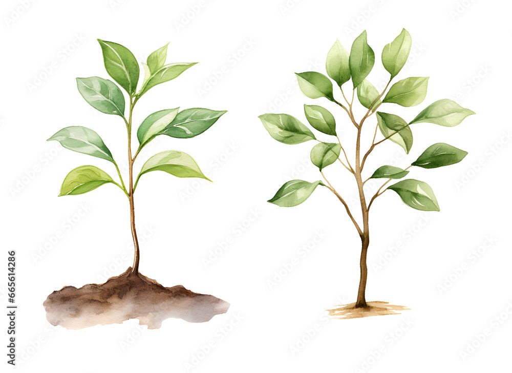 Tree sprout, garden watercolor clipart illustration with isolated ...