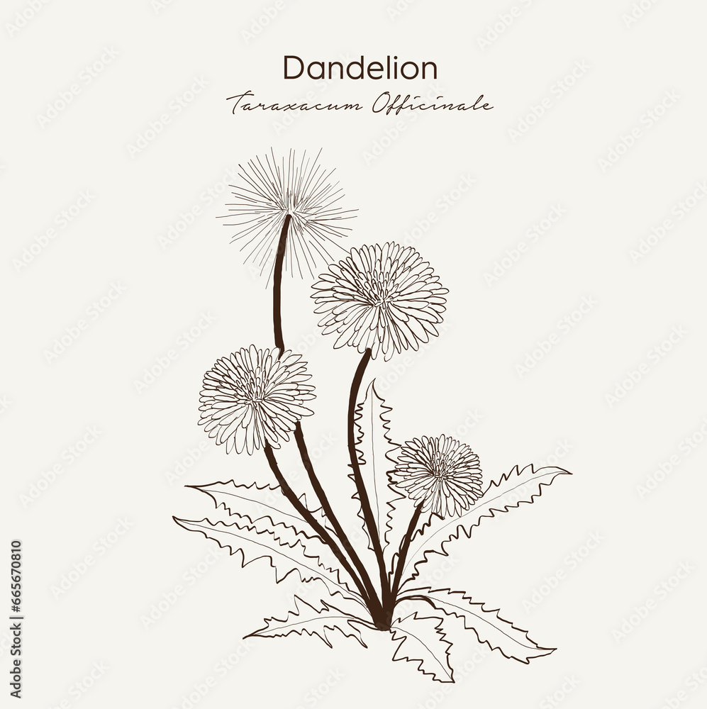 Dandelion or Taraxacum officinale. Ayurvedic herbs, medicines. Ayurveda ...