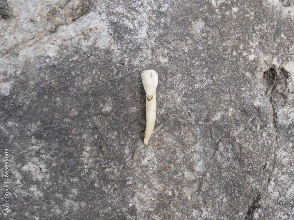The front tooth of a bear on a block of stone. Incisor tooth of a large ...