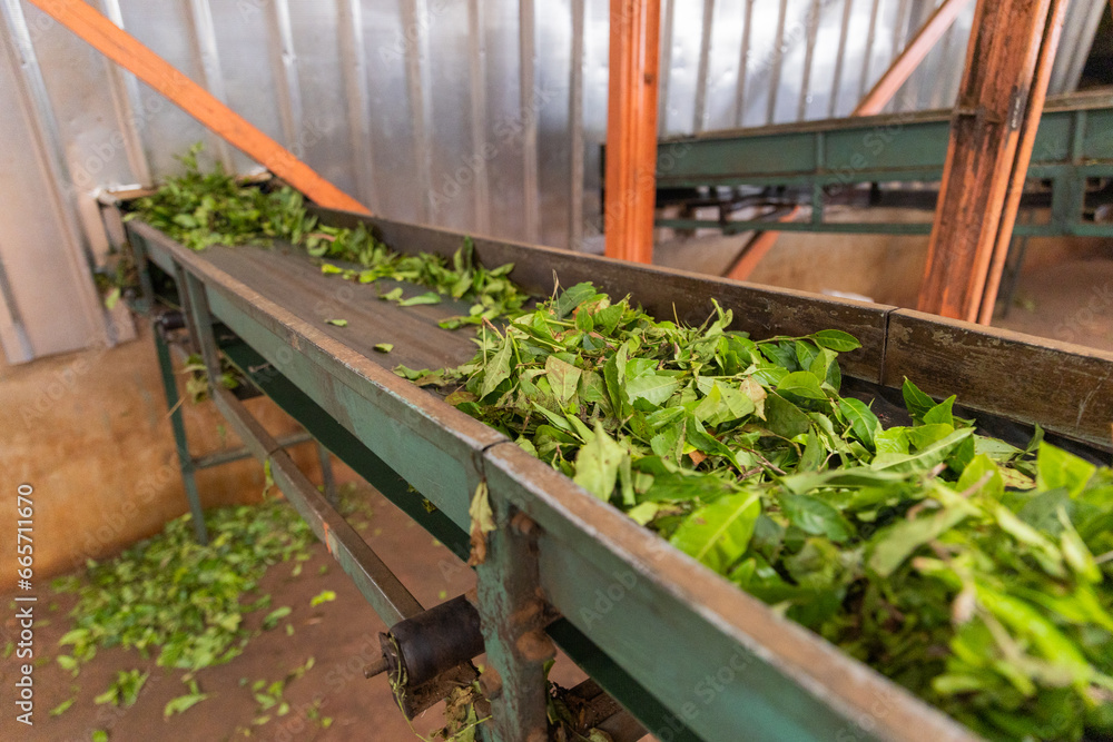 Tea leaves are transported on a conveyor belt towards the crushing ...