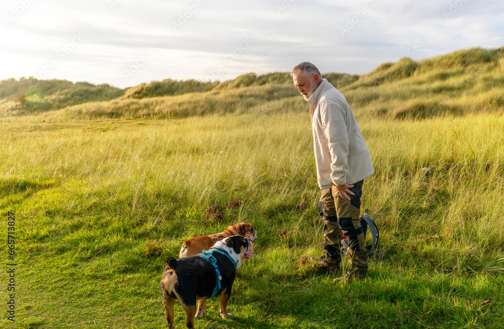 An old man walking with his English bulldogs dogs in the park Dog ...