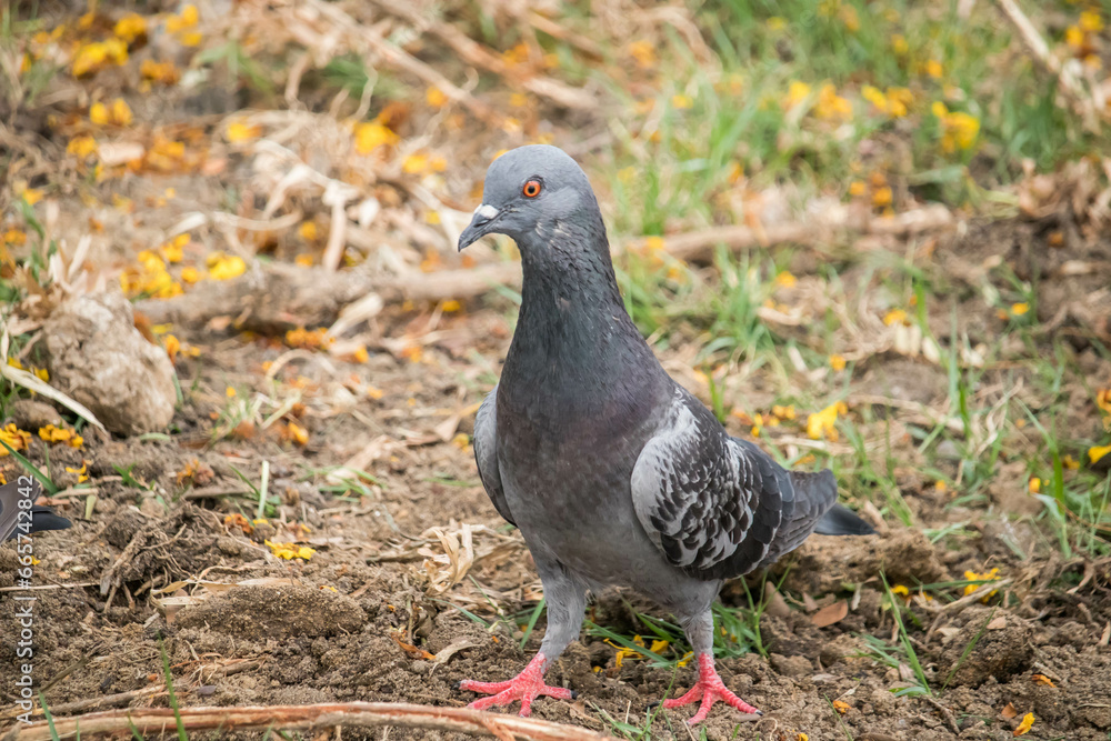 Indian Pigeon OR Rock Dove - The rock dove, rock pigeon, or common ...