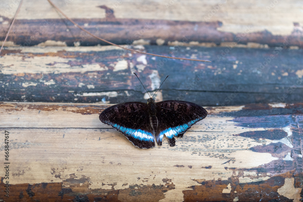 Tanaecia iapis is one of the commoner butterfly species and It is found ...