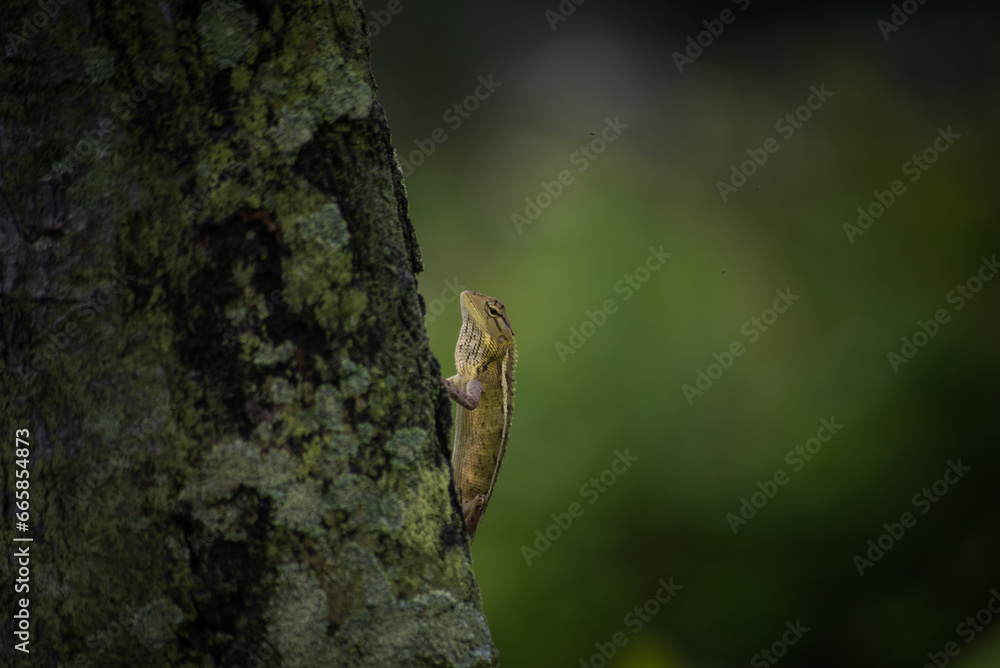 Calotes versicolor, The oriental garden lizard, eastern garden lizard ...