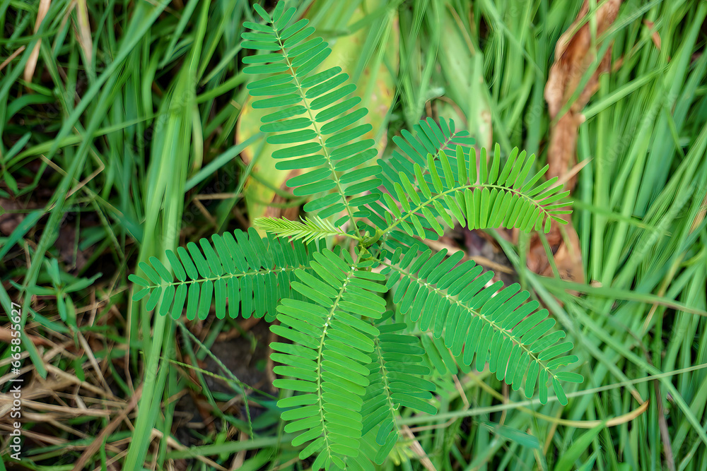 Beautiful picture of a young Sesbania Sesban tree with it's leaves ...
