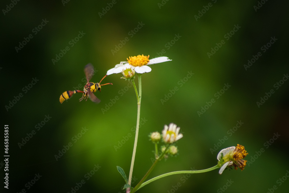 Delta esuriens is a species of potter wasp found in Indonesia ...