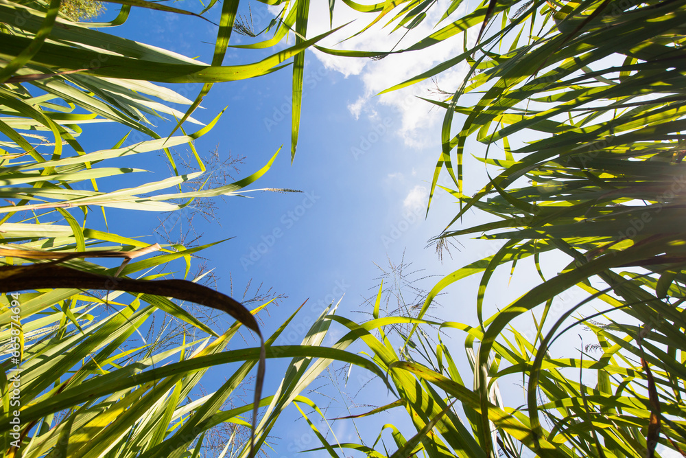 Bottom view of the grass low wide angle background perspective view ...