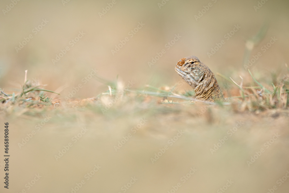 An indian spiny-tailed lizard coming out of its burrow on a sunny ...