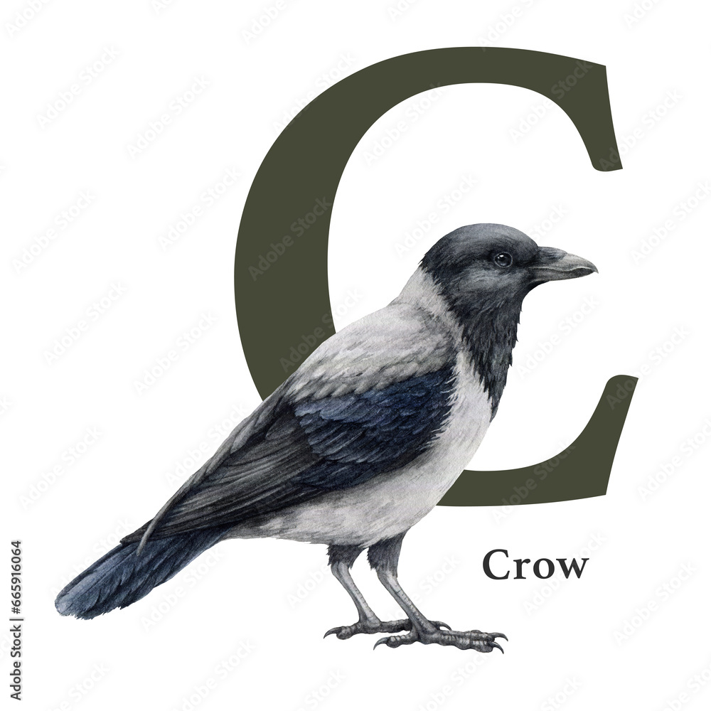 Capital letter C with crow bird decor. Watercolor illustration. Forest ...