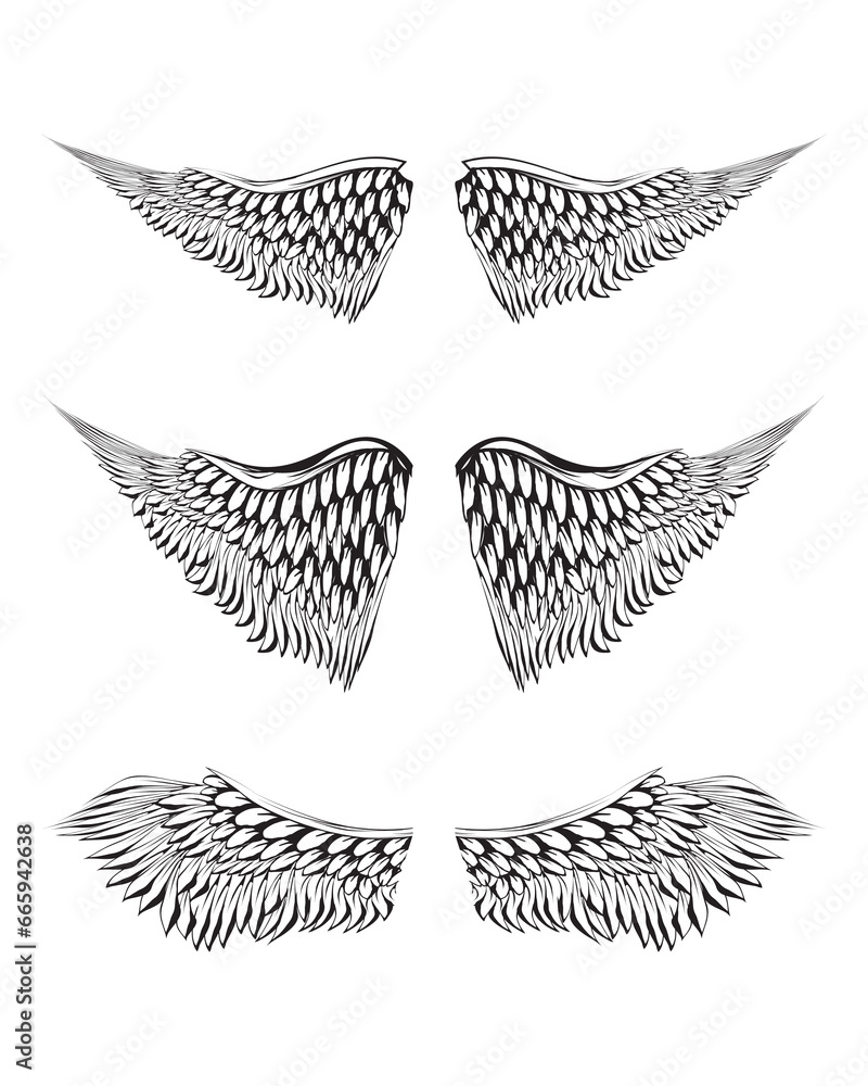 sketch illustration of a pair bird wings fronts and back views. Stock ...