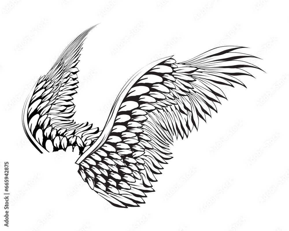 sketch illustration of a pair bird wings front angle views. Stock ...