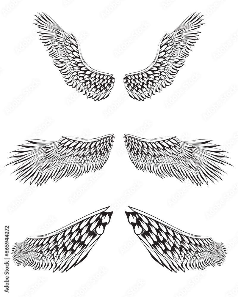 sketch illustration of a pair bird wings fronts and back views. Stock ...