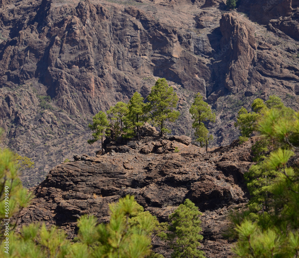 Awesome landscape of Pines and cliffs, natural park of Pilancones, Gran ...