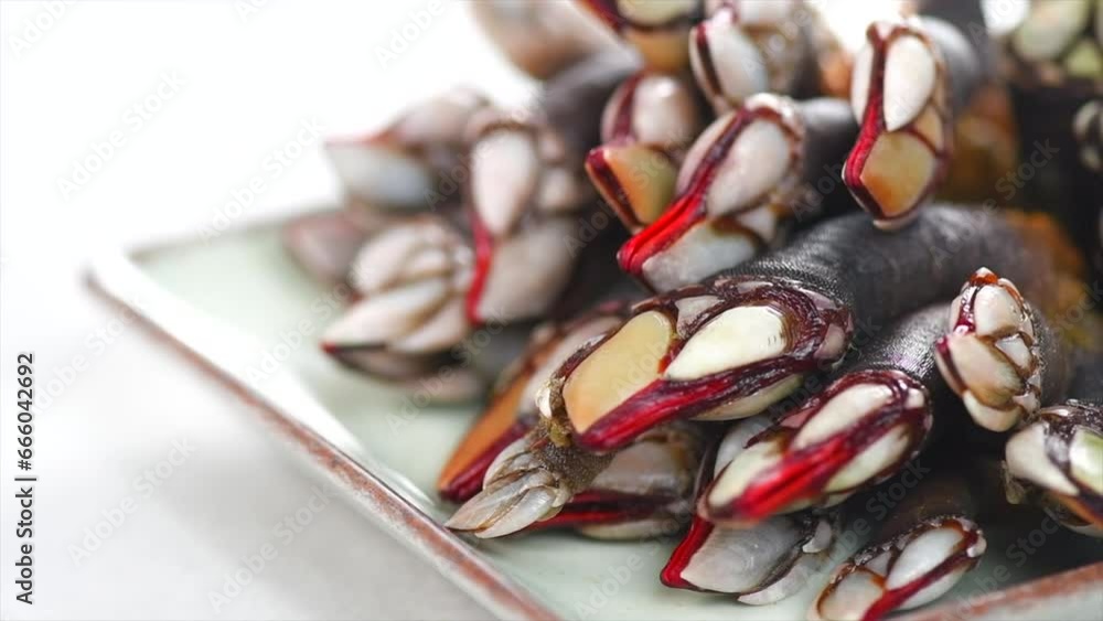 Barnacles, goose neck barnacle, percebes, gallician barnacles ...