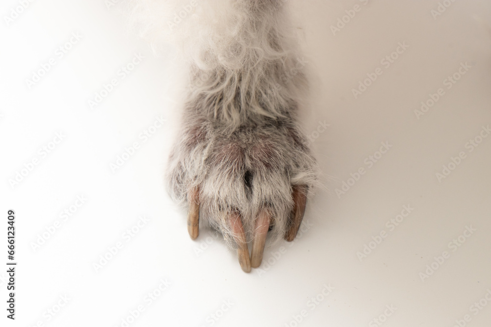 Top view of Foot of poodle dogs with fungal diseases on the legs and ...