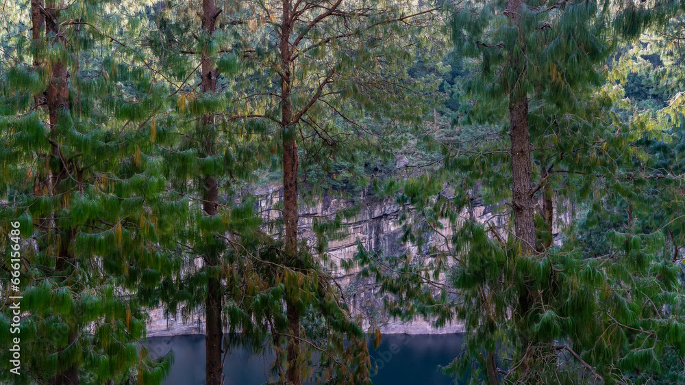 Pine trees with spreading branches and long green needles grow on the ...