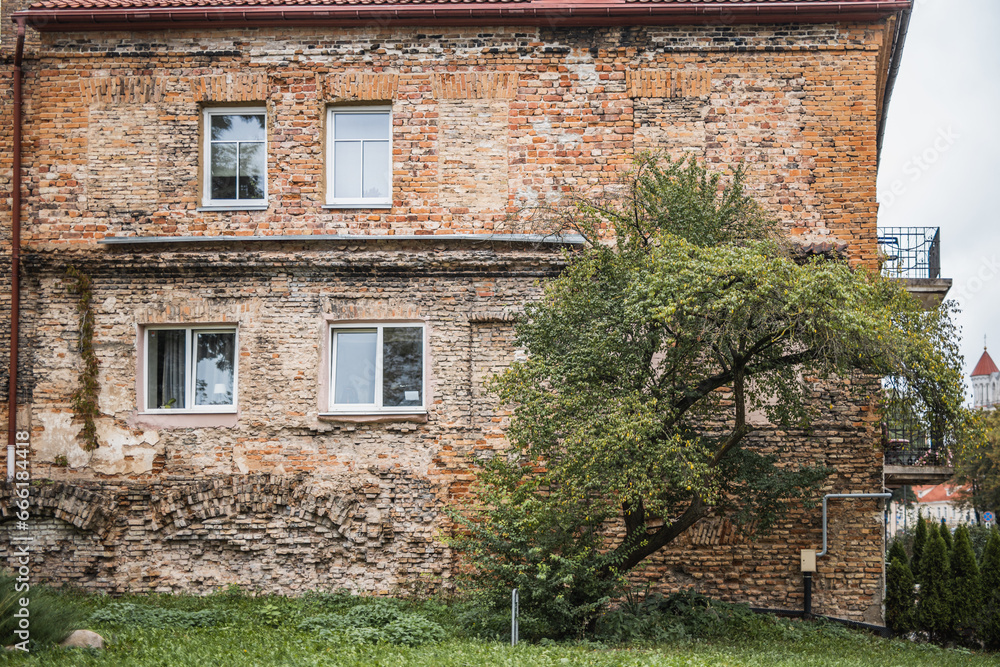Beautiful green view outside the window - a dense garden with thickets ...