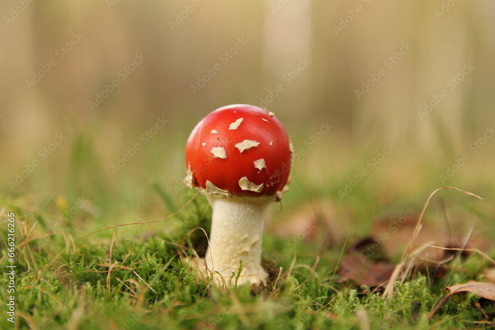 a beautiful little red fly agaric mushroom closeup with a soft bright ...
