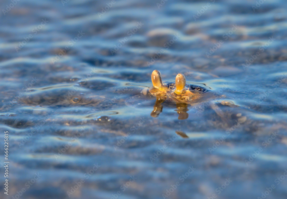 Juvenile Atlantic ghost crab, or sand crab (Ocypode quadrata) extends ...