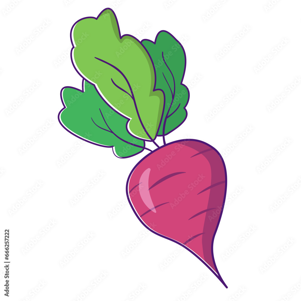 Beet root.Red beet with green leaves. Vegetable of farm product ...