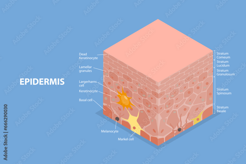 3D Isometric Flat Vector Illustration of Epidermis Anatomy, Educational ...