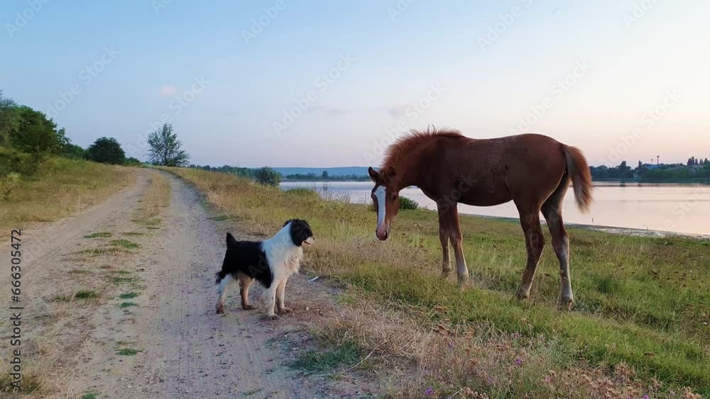 Animal communication concept as a young foal and a pup exchanging ...