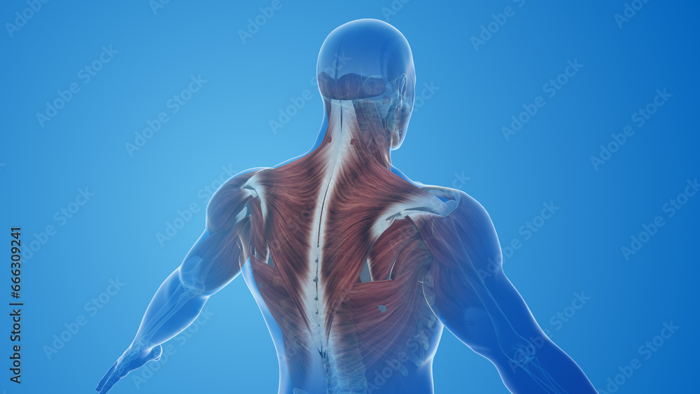 Trapezius muscles pain and injury Stock Illustration | Adobe Stock