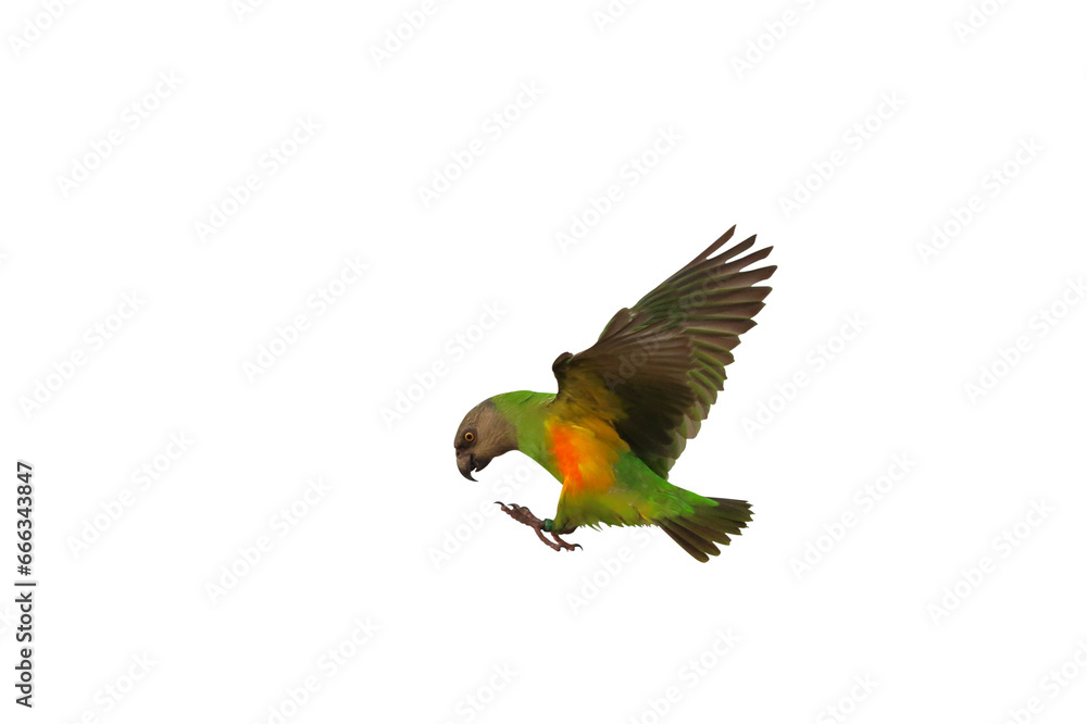 Beautiful of Senegal parrot flying isolated on transparent background ...