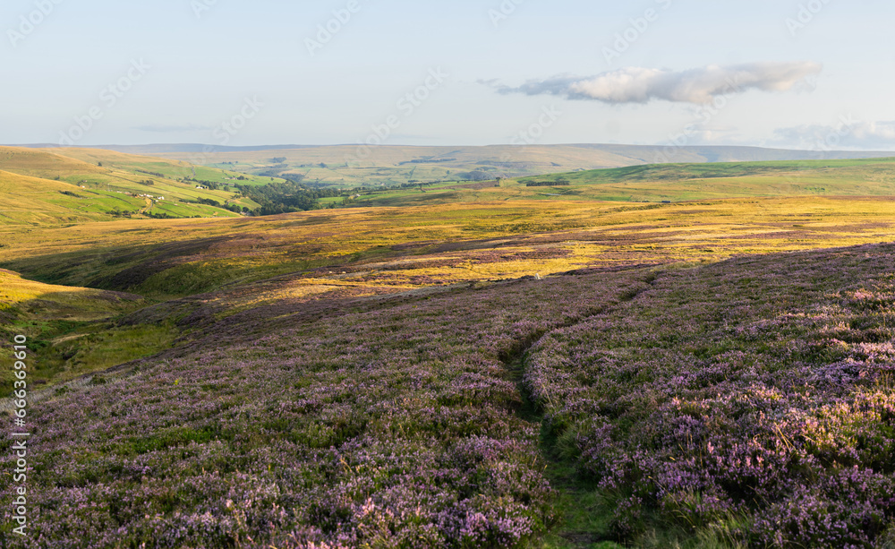 view of heather moors of the North Pennines Area of Outstanding Natural ...
