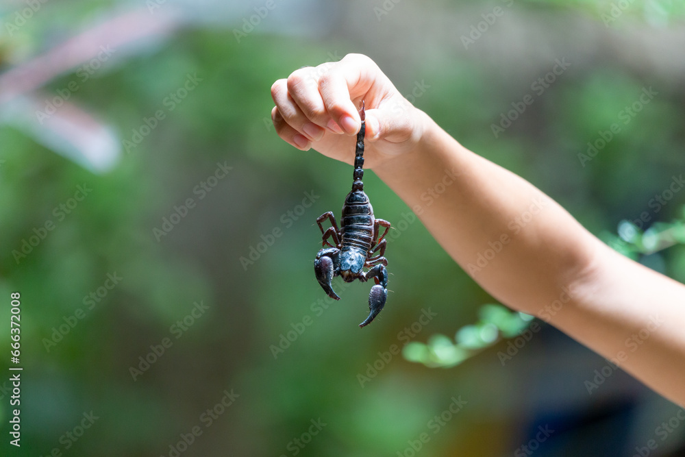 selective focus A large black scorpion in teenage boy's hand holding ...