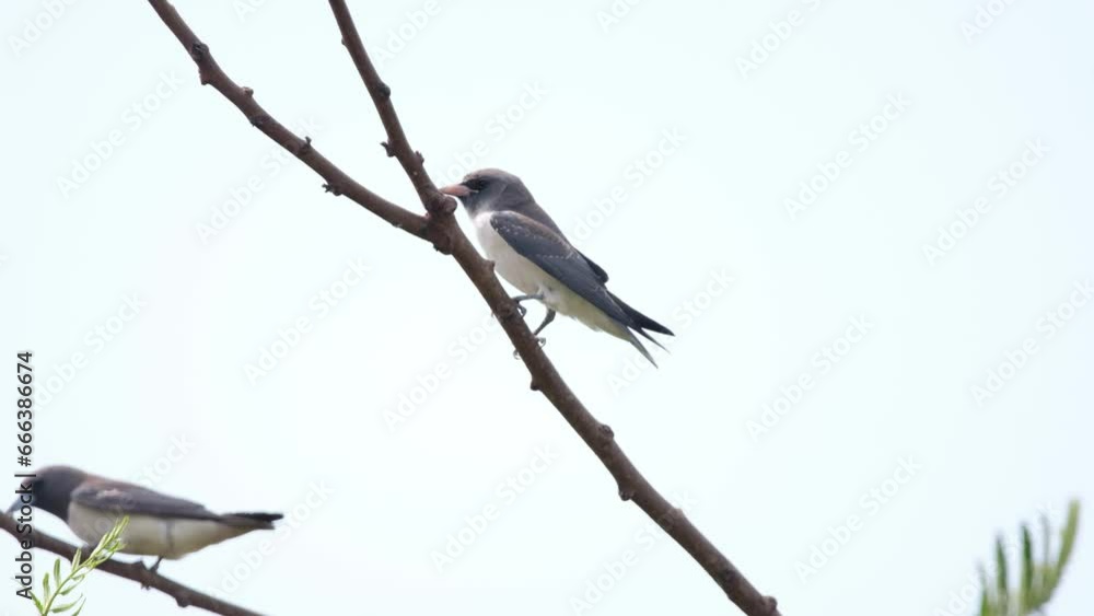 Pigtails (Latin: Artamus leucorynchus) are a species of bird in the ...
