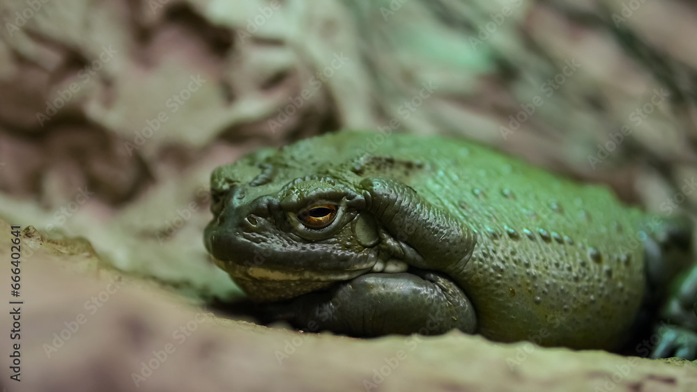 Large thick plump frog with big eyes rest quietly in zoo terrarium ...