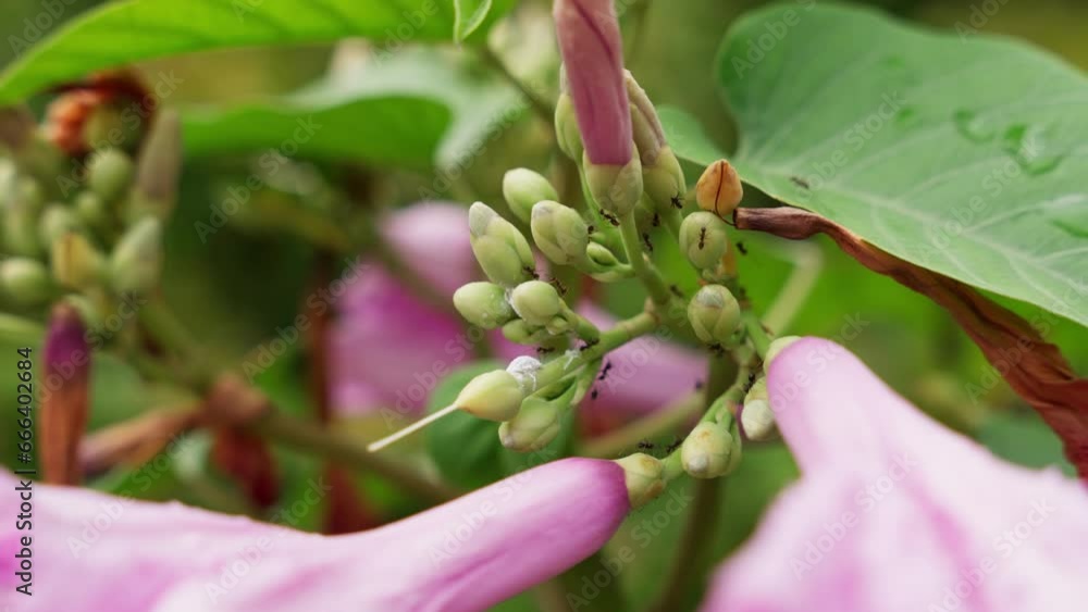 Captivating close-up of tiny ants exploring a delicate pink bloom. The ...