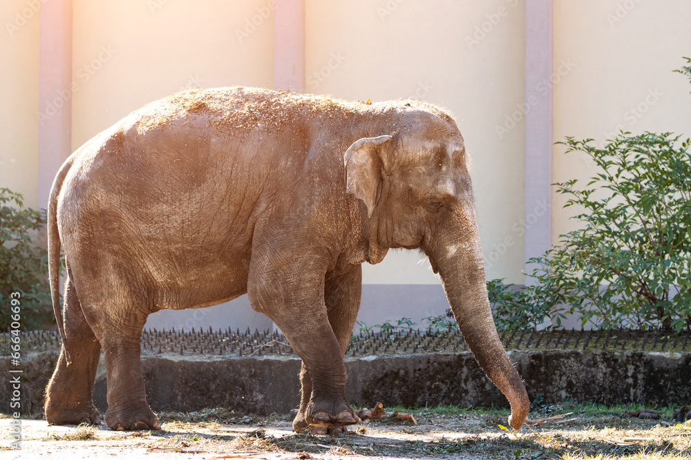 Elephant bathing in sunshine strolls through zoo open-air cage ...