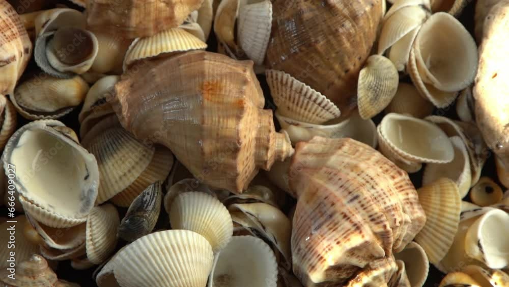 Sea shells on the beach. Summer background. Rapan conch shell top view ...