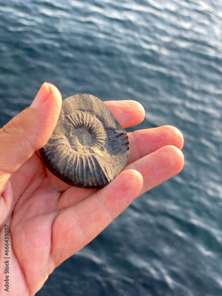 Hand holding fossil ammonite stone Shaligram, Shalagrama shila ...