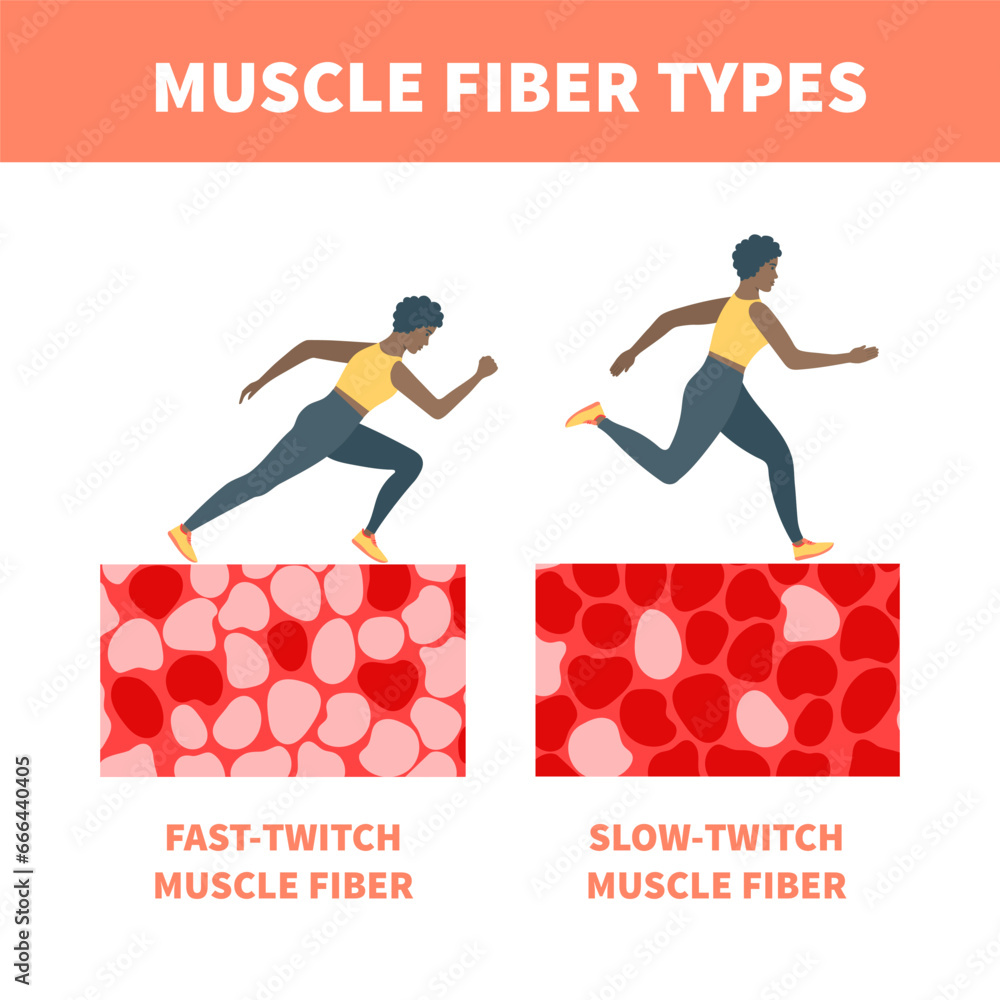 Skeletal muscle fiber types with slow twitch and fast twitch ...