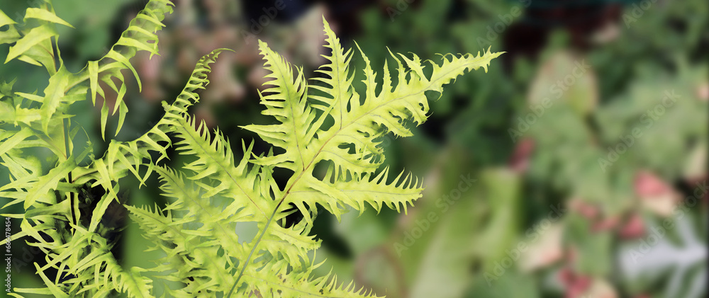 Beautiful and rare type of fern show textured and shaped like a flame ...