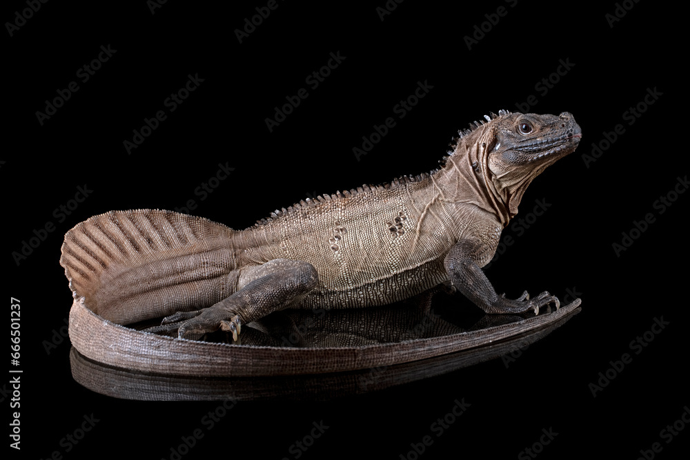 The Indonesian Giant Sailfin Dragon (Hydrosaurus microlophus) is a ...