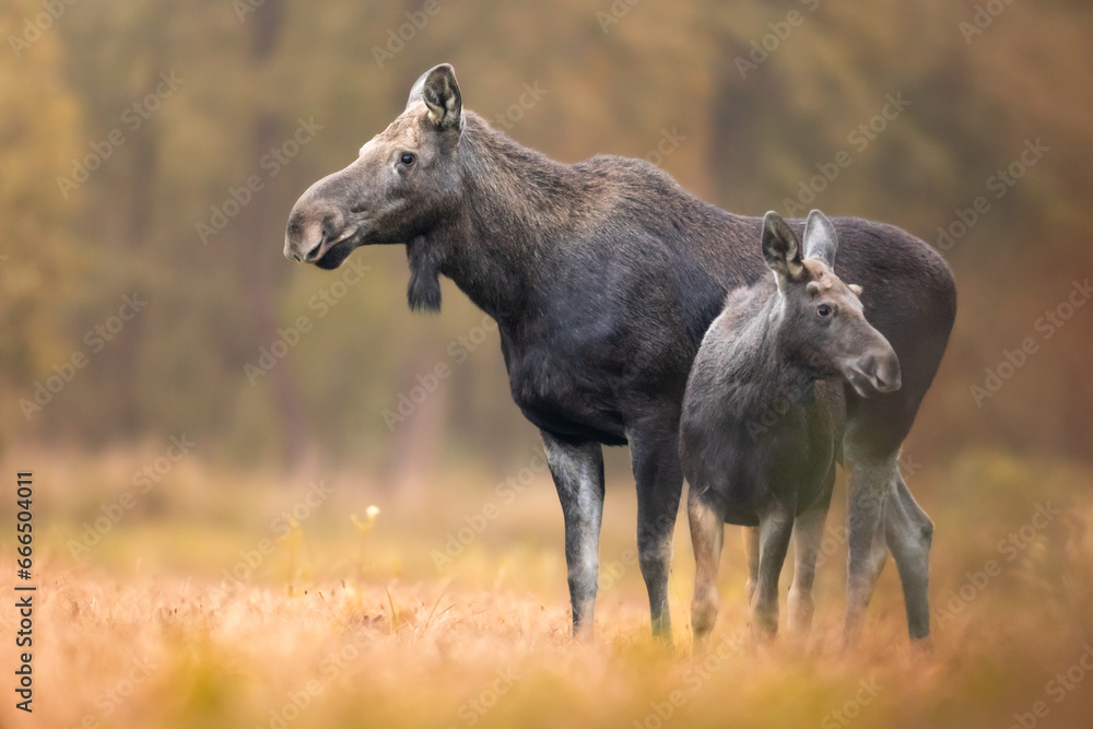 Mammals female Elk Moose ( Alces alces ) with cub North part of Poland ...
