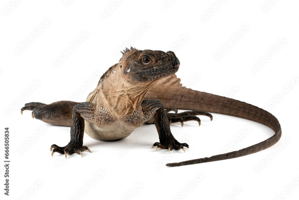 The Indonesian Giant Sailfin Dragon (Hydrosaurus microlophus) is a ...