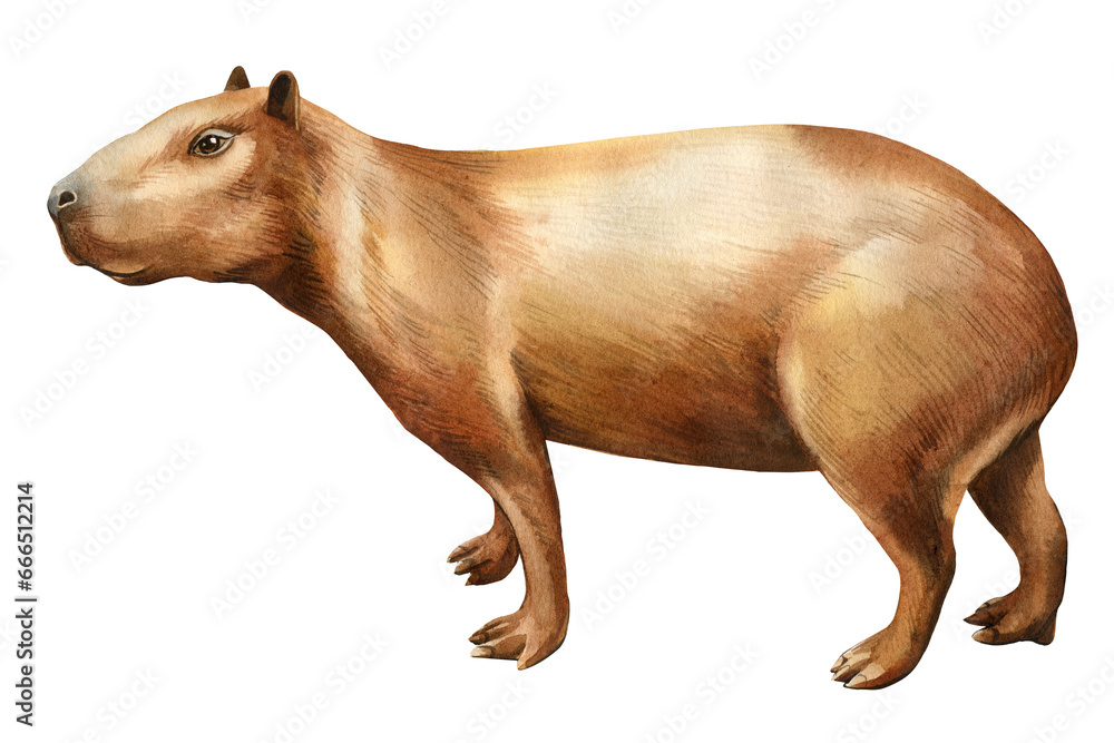 Capybara watercolor on isolated white background. Hand drawn cute ...
