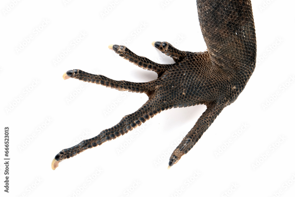 The hind foot of Indonesian Giant Sailfin Dragon (Hydrosaurus ...